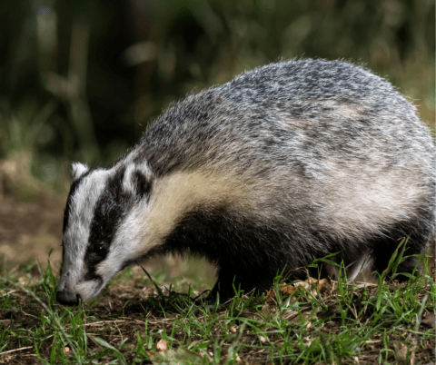 Unsere Waldbewohner | Hegering Hattingen